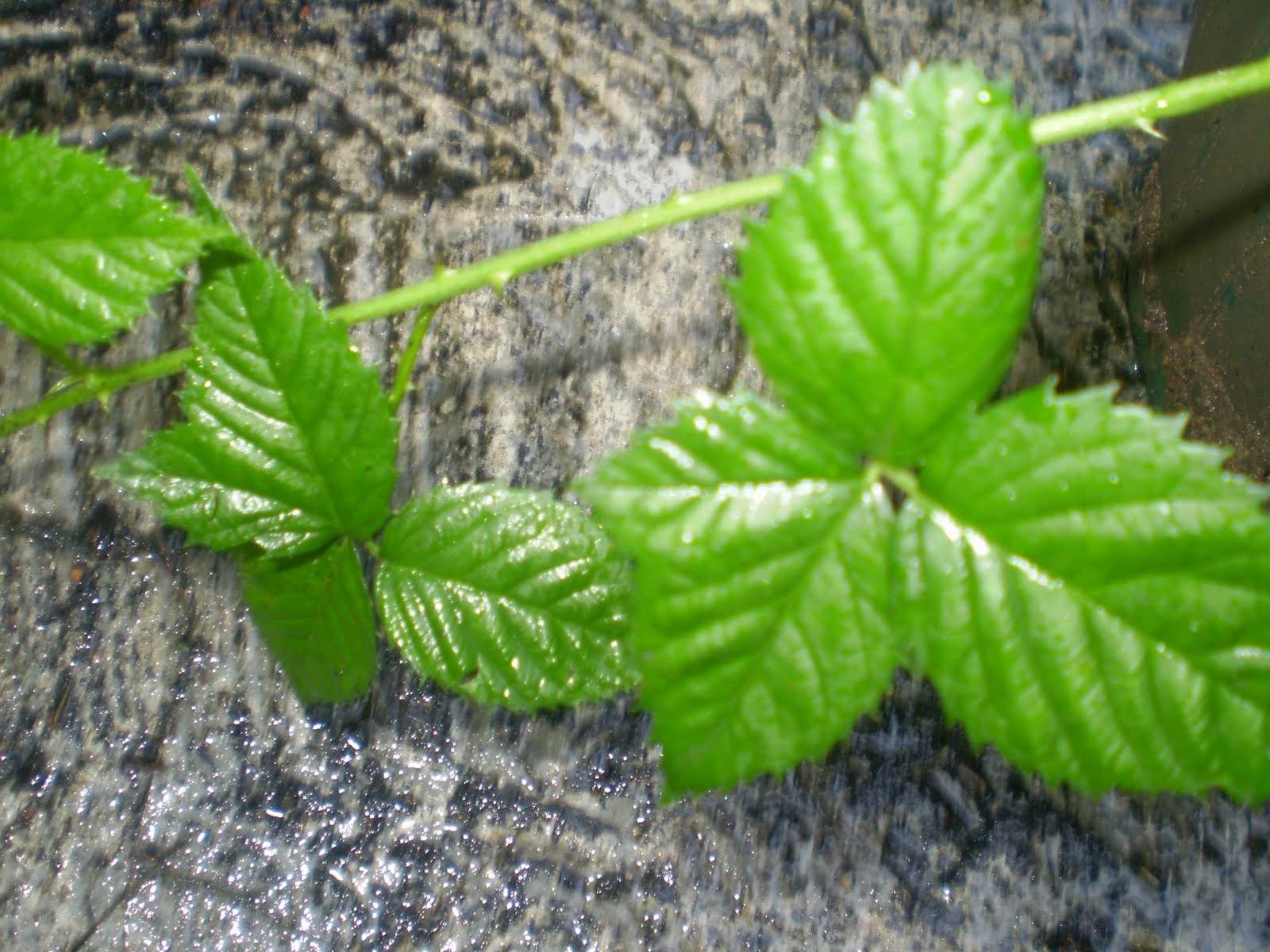 GO RIGHT IN....MY GARDEN: Blackberry..the plant not the phone!