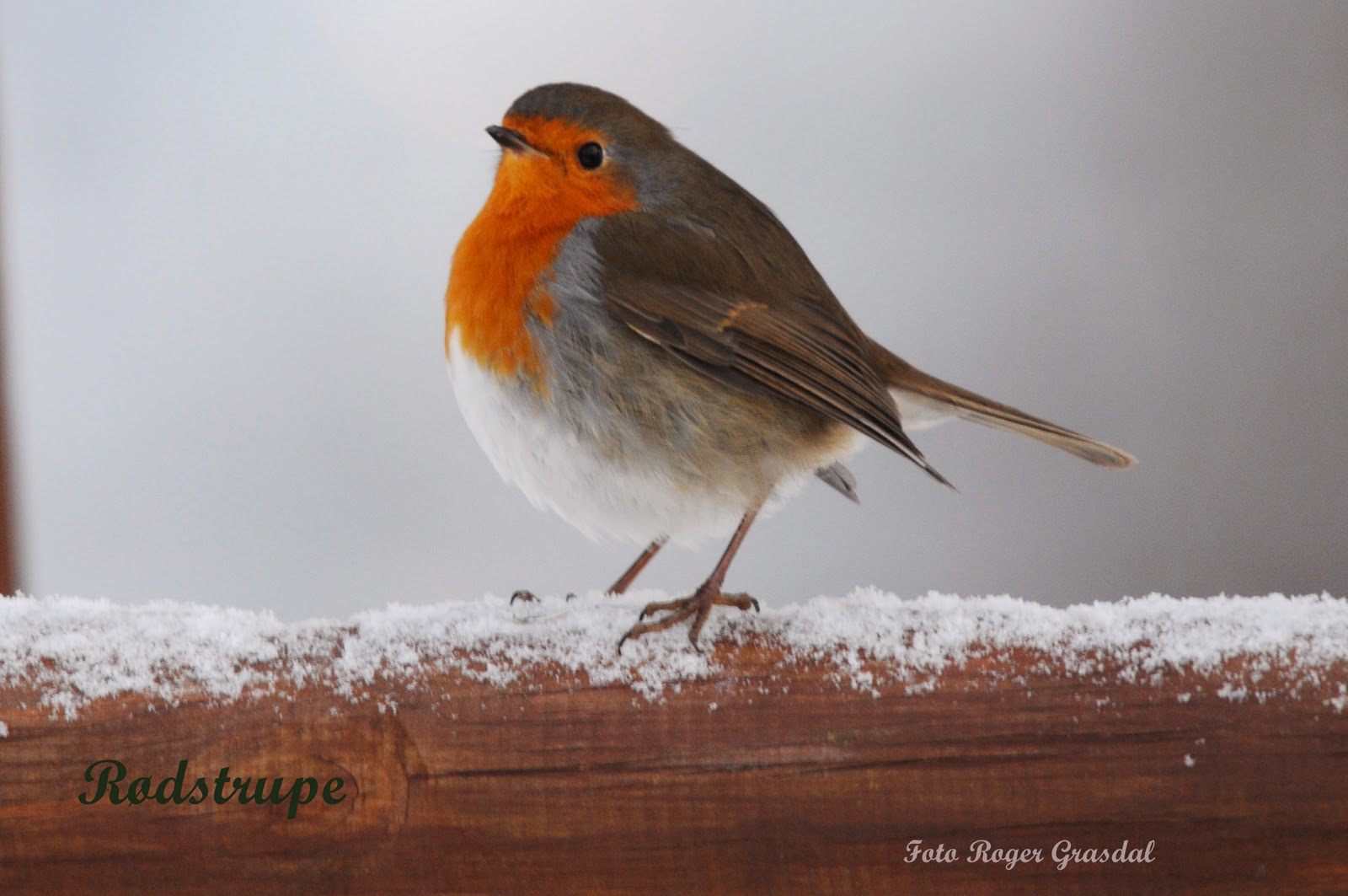 Roger Grasdals Naturbilder: Fugler fra fuglebrettet