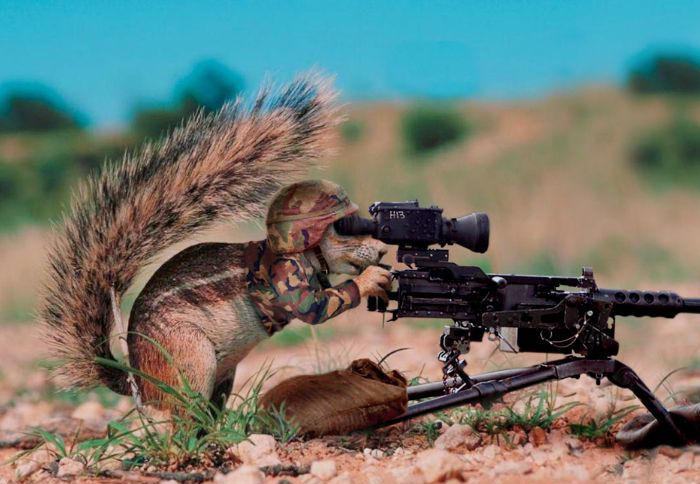 That's interesting...: My war with the squirrels, pt. 2: defeat