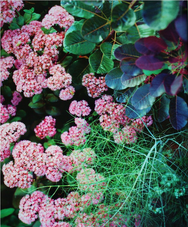 High Street Market: Tall-Growing, Late Bloomers