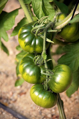 La Bodeguilla de Bluesaps