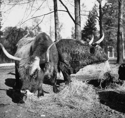 The Circus "NO SPIN ZONE": Interesting photo essay of Dr. Heinz Hecks ...