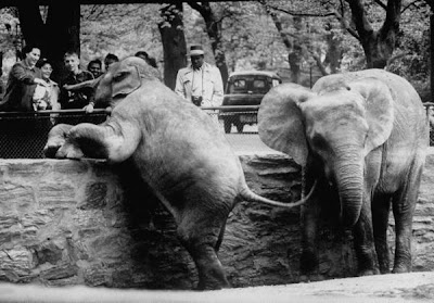 The Circus "NO SPIN ZONE": Bronx Zoo Elephant House