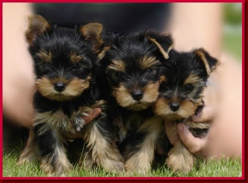 Wszystko o yorkach: listopada 2012