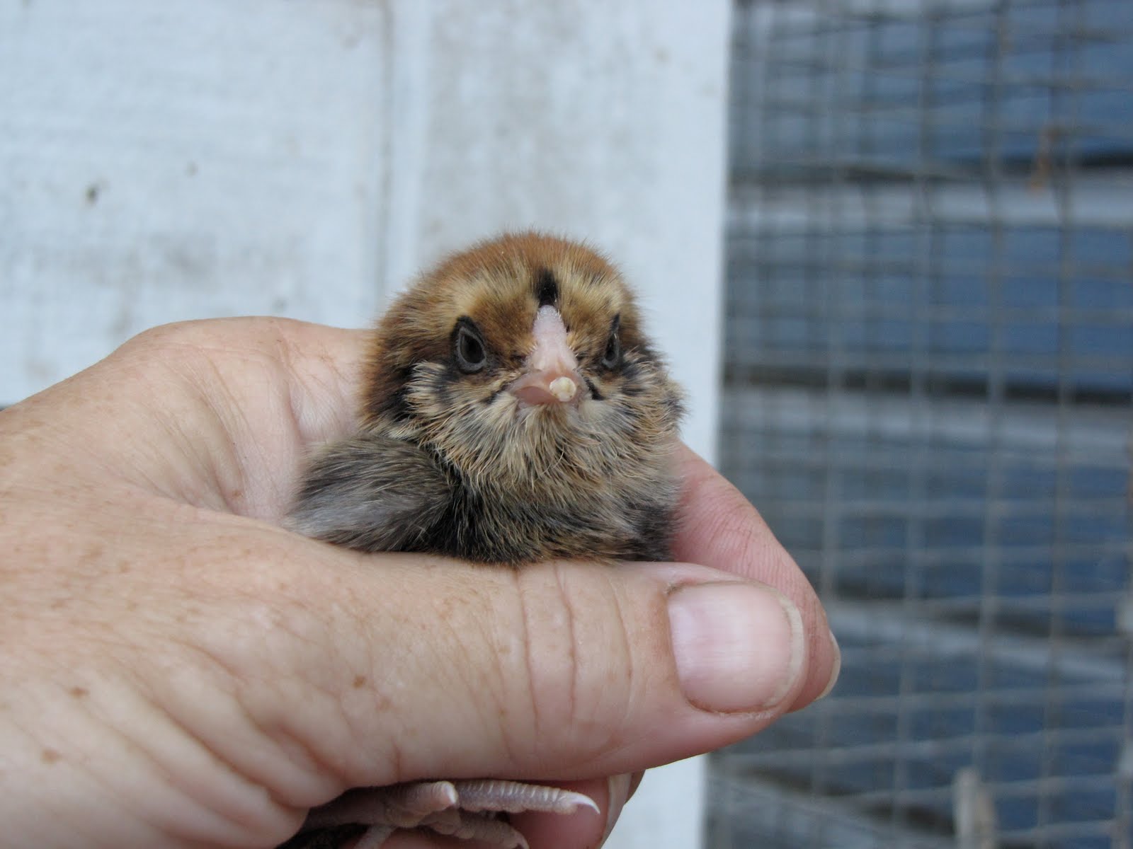 Chicken Chat: Wing Sexing Chicks