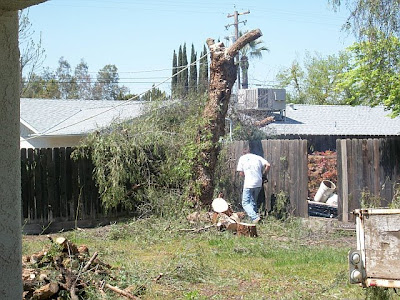 Blog: Ugly Trees be Gone!