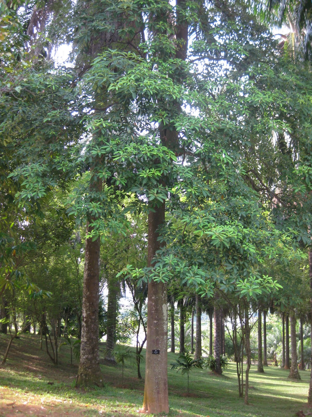 B l o g f o t o: Botanic Garden Putrajaya 160910 (IV)