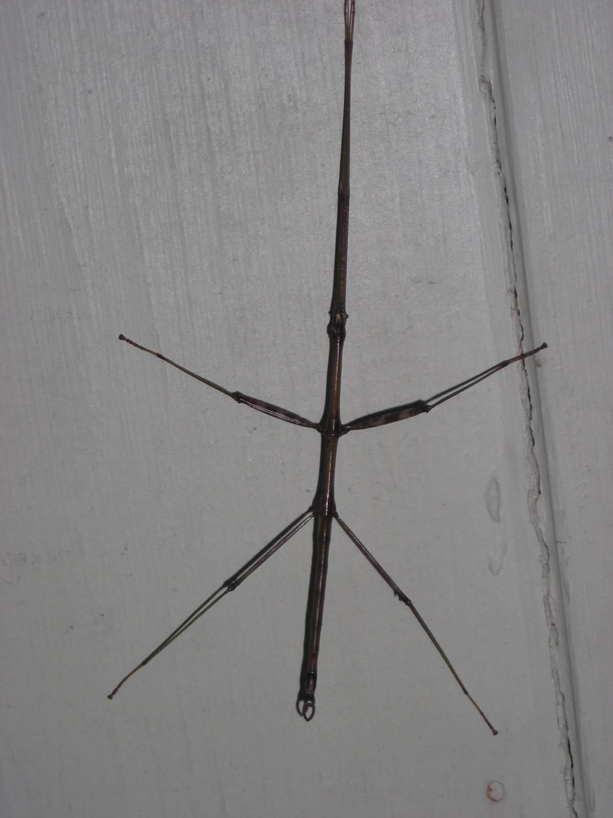MsElenaeous Rants & Raves: Stick Bug