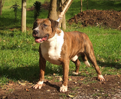 Dogue Brasileiro: Cão do Mês