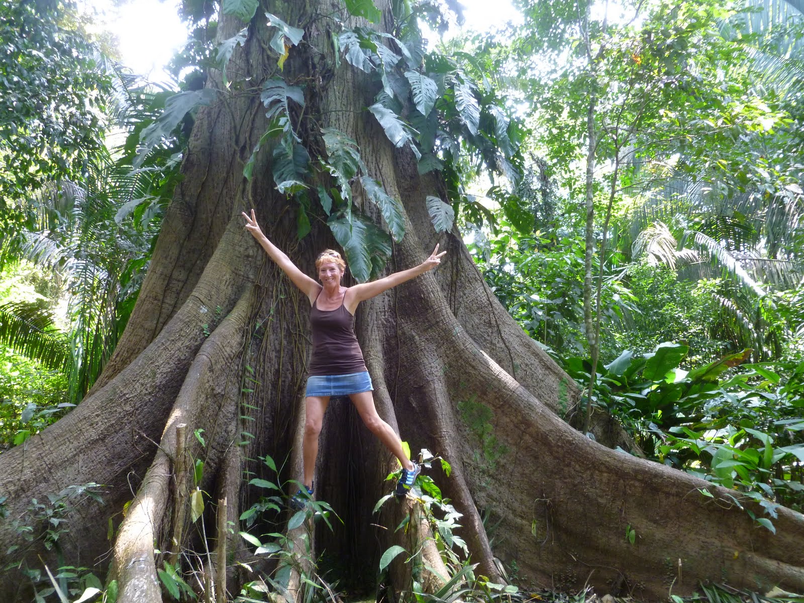 GringaTicaCostaRica: The Magnificent Ceiba Tree