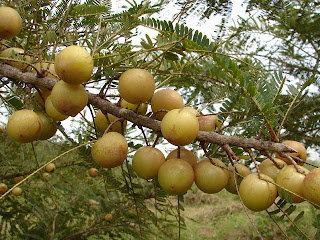 Medicinal Plants of Srilanka: Nelli