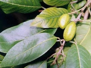 Medicinal Plants of Srilanka: Aralu
