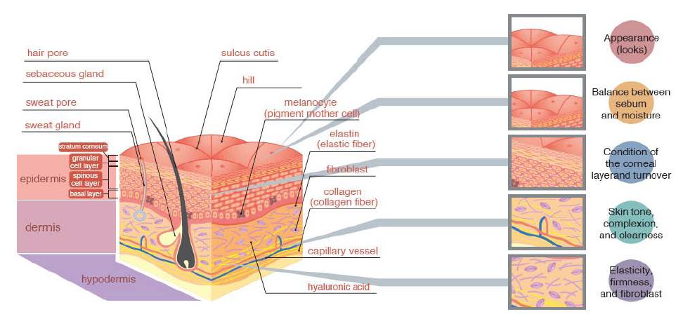 Collagen One Singapore