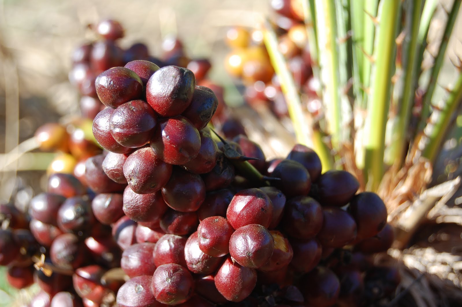 GERENA VIVA: PALMITO