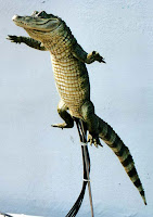 Grab Bag Friday: Alligator Arms - Financial Samurai