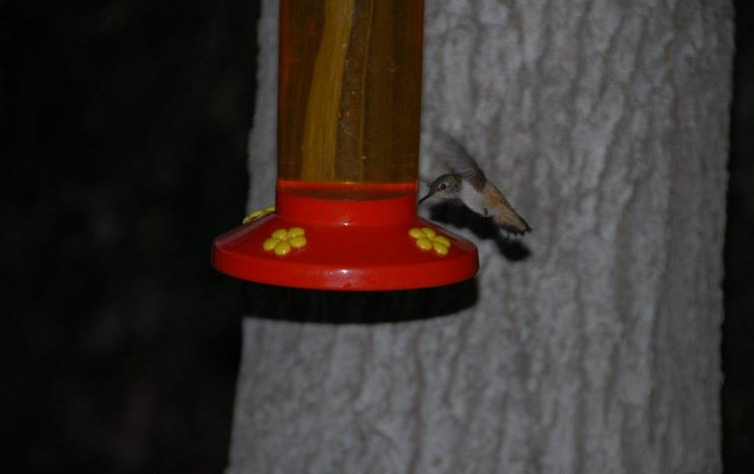 Mrs. Yollis' Classroom Blog: Our Baby Hummingbird is Released!