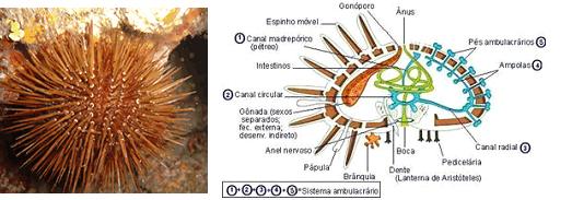 equinodermos_2002