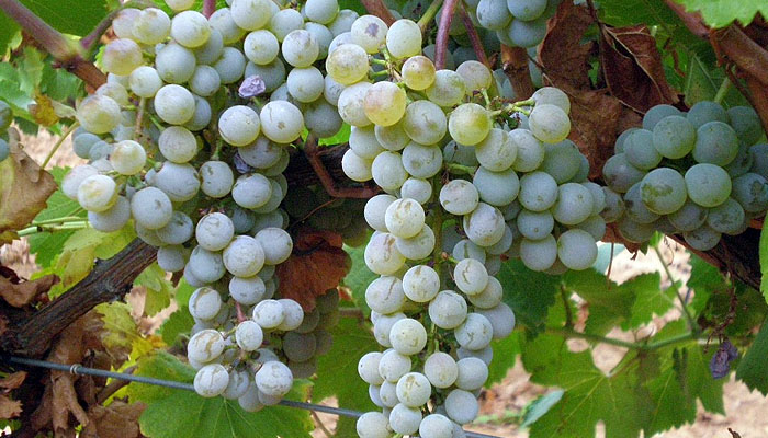 Vino el Vino: Hablemos de la uva: Viura