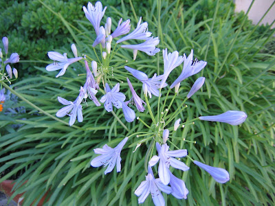 Flowers Land: Mini Agapanthus Reviews