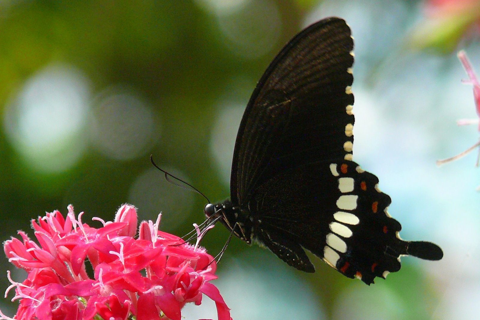 Soaring Seagull: Flutter flies