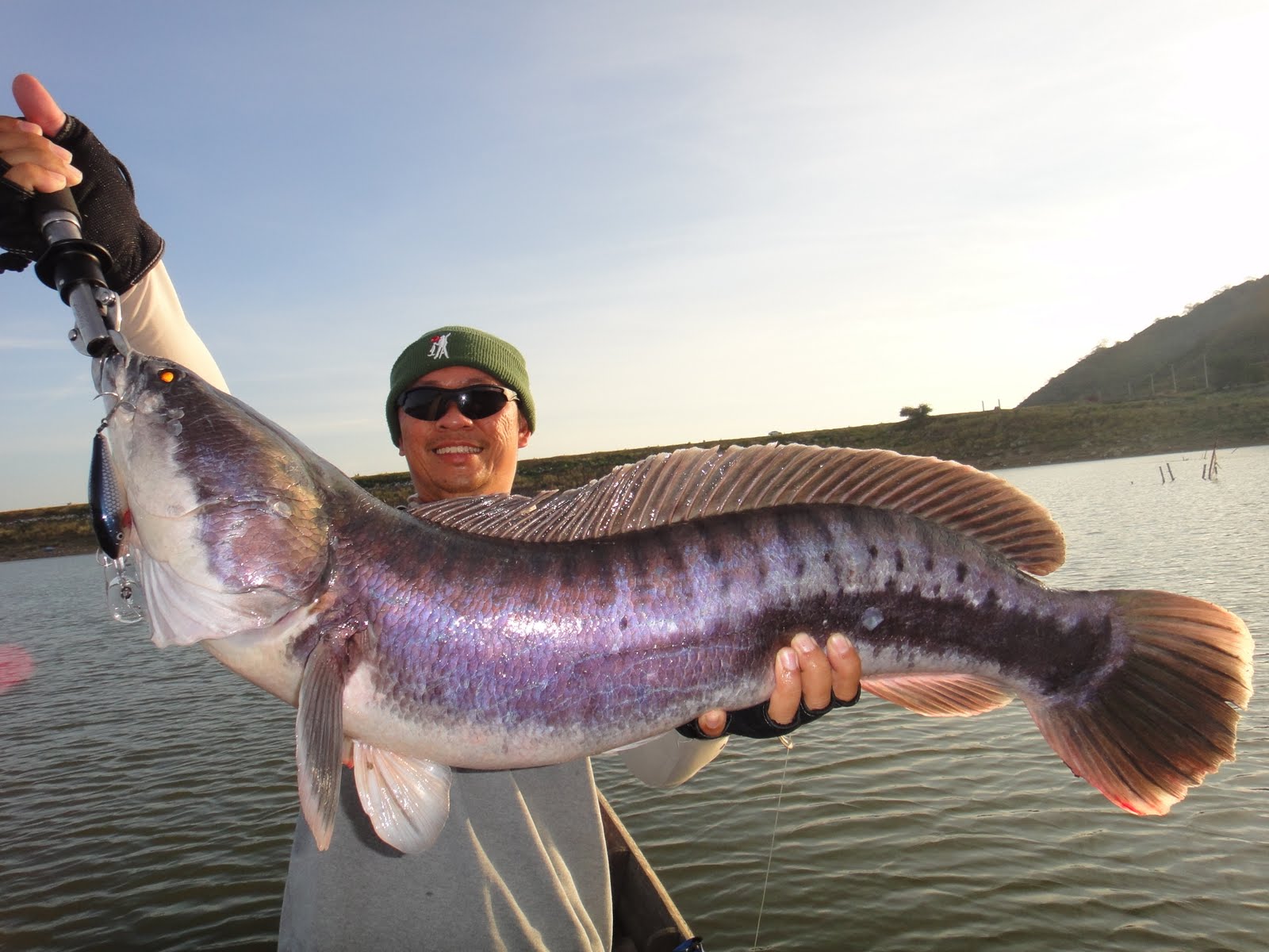 Thailand Giant Snakehead (Toman) And Wild Fishing.: Wild !! Wild ...