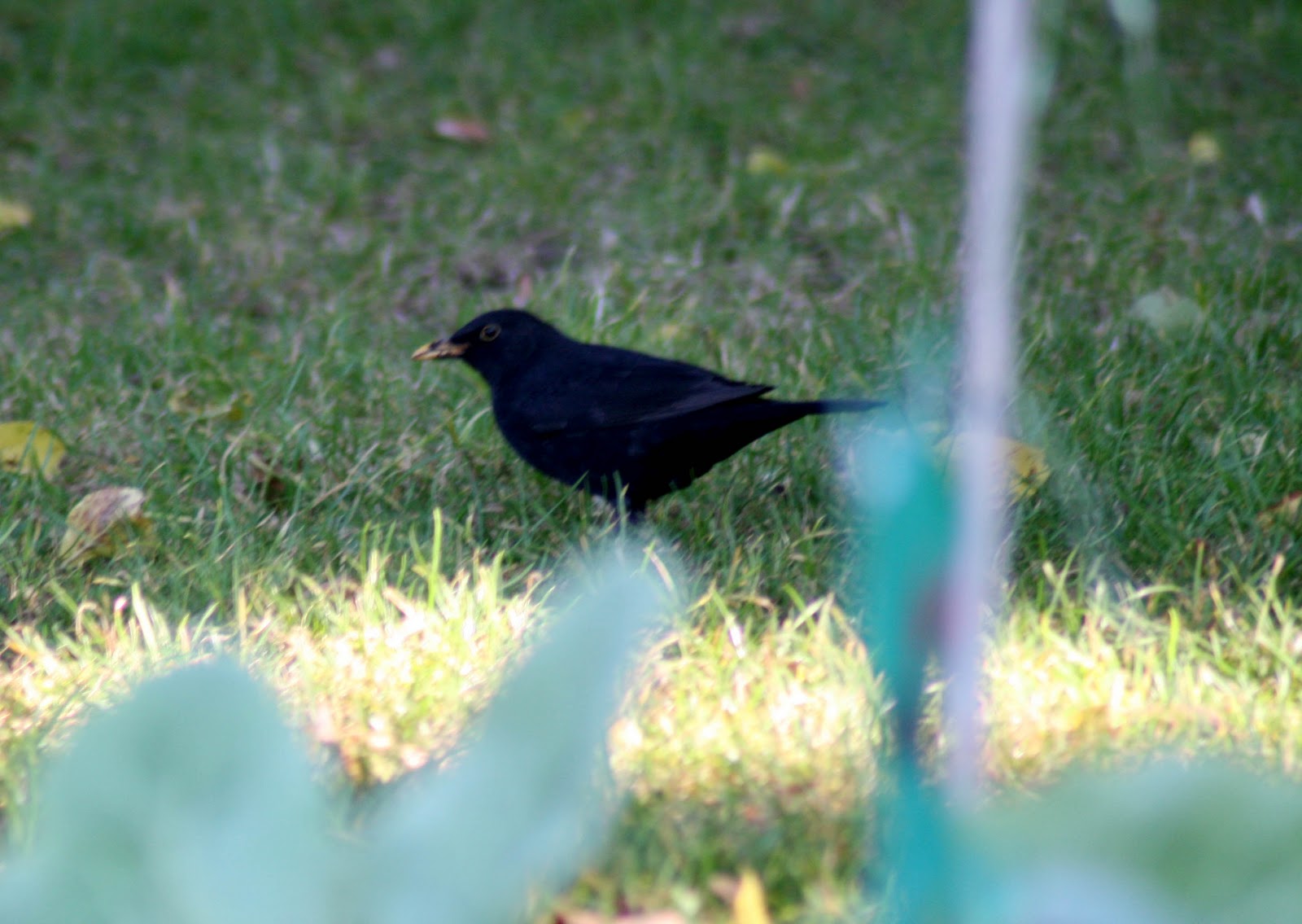 Steve's Bird'n Blog: American Robin and The Common or Eurasian Blackbird