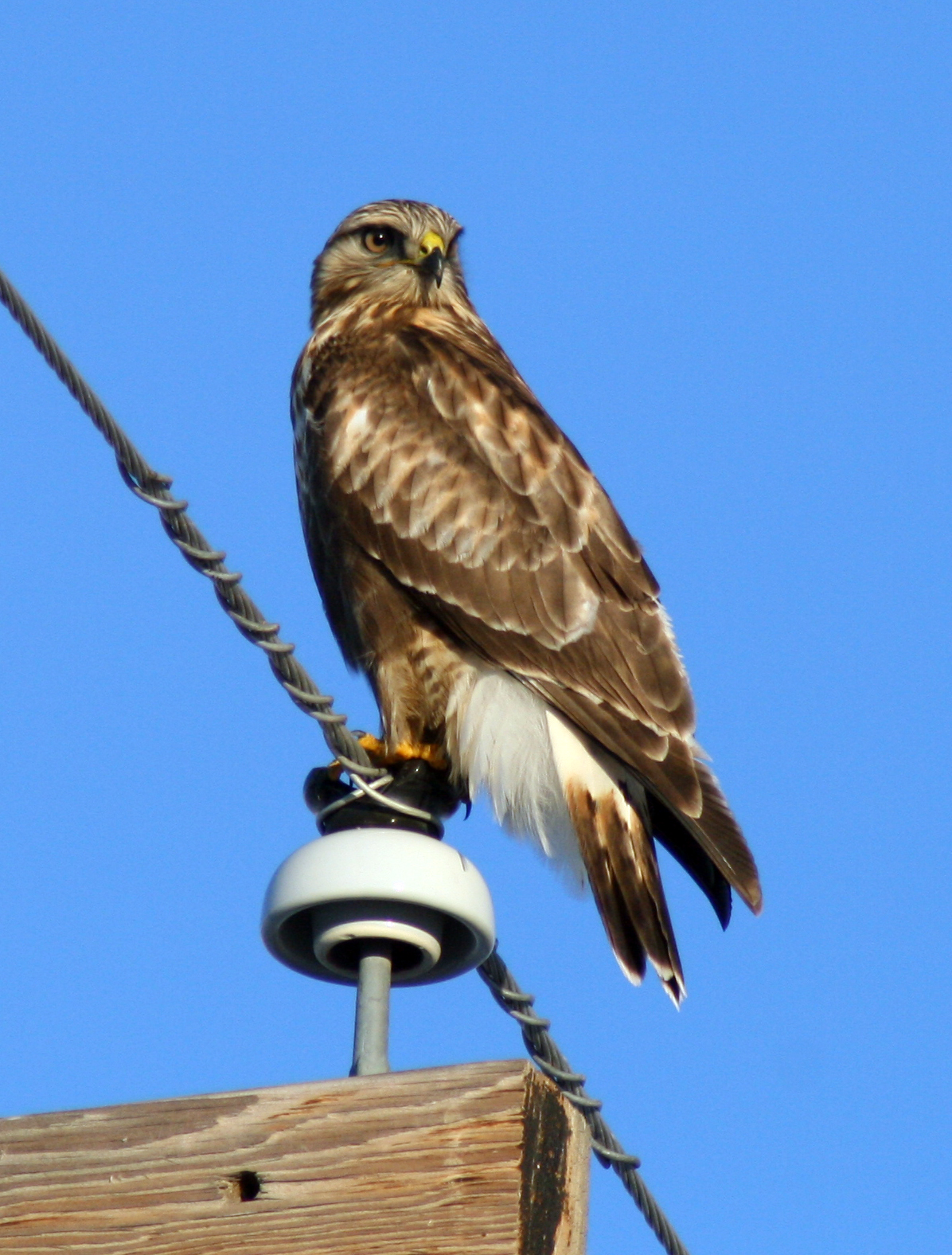 Steve's Bird'n Blog: Rough-legged Hawk December 2010 Bird of the Month