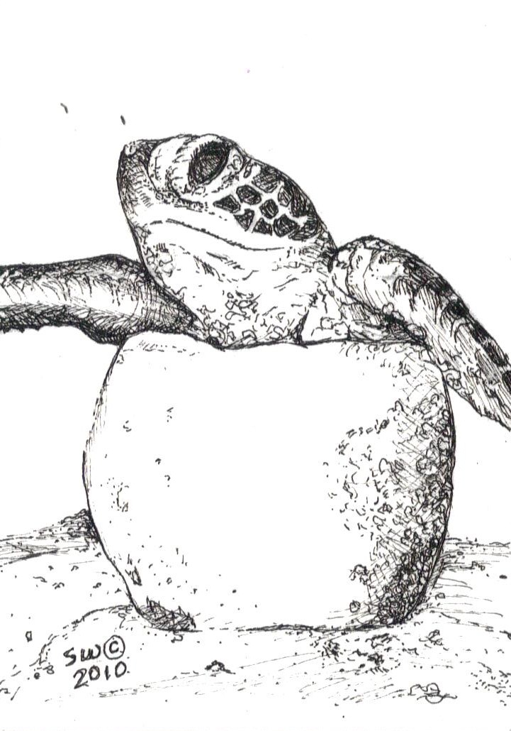 susan walker art: July 2010