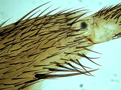 Gazebo: Housefly Under Microscope