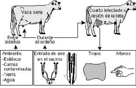 emfermedades: Mastitis