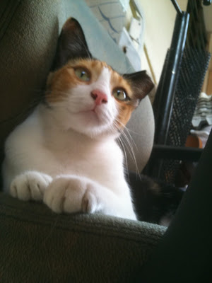 Singapore Community Cats: Beautiful Community Calico Cat of Balam Road