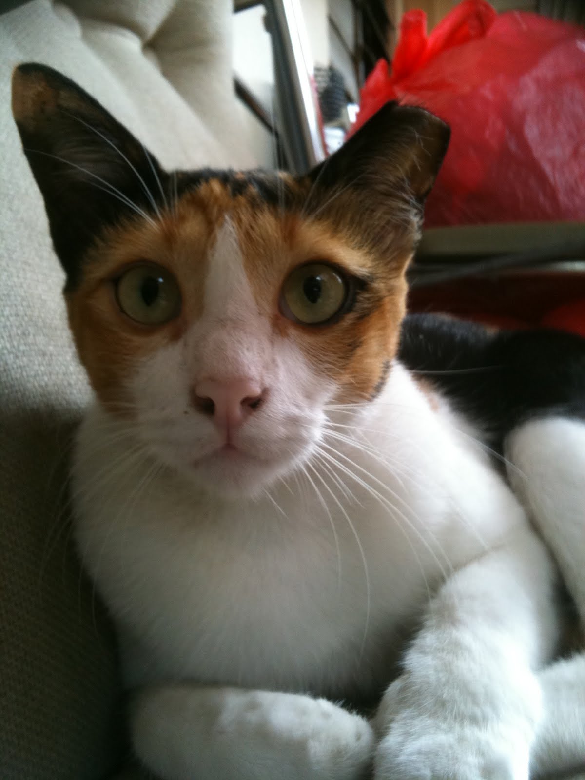 Singapore Community Cats: Lovely Calico Community Cat of Balam