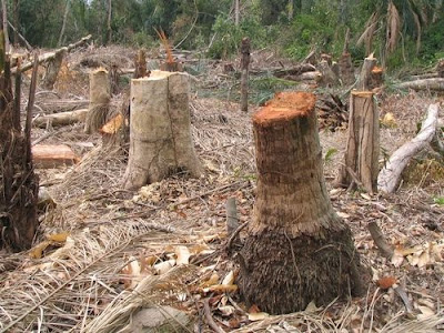 Save the Forest: The Effects of Deforestation in our World