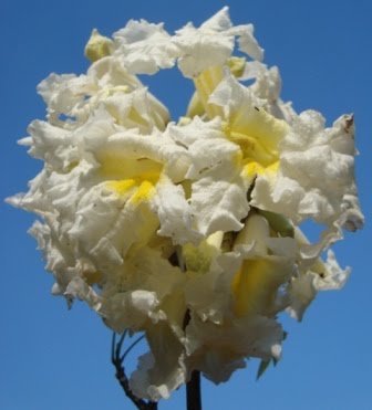 Vivero Forestal Tajy Moroti