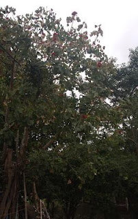 "Pichocos" | Planeta de Rosas