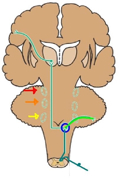 Anatomía UNAM: FASCÍCULOS GRACIL Y CUENIFORME