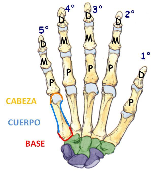 APUNTES (conexiones): HUESOS DE LA MANO