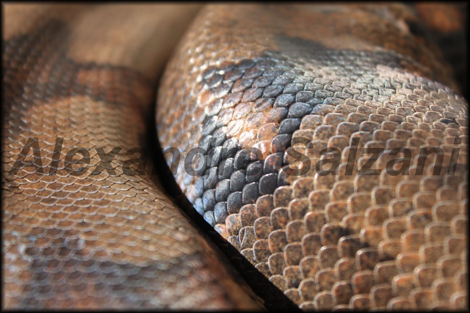 " Um Olhar...Um Click...": Escamas de Gibóia ( Boa constrictor )