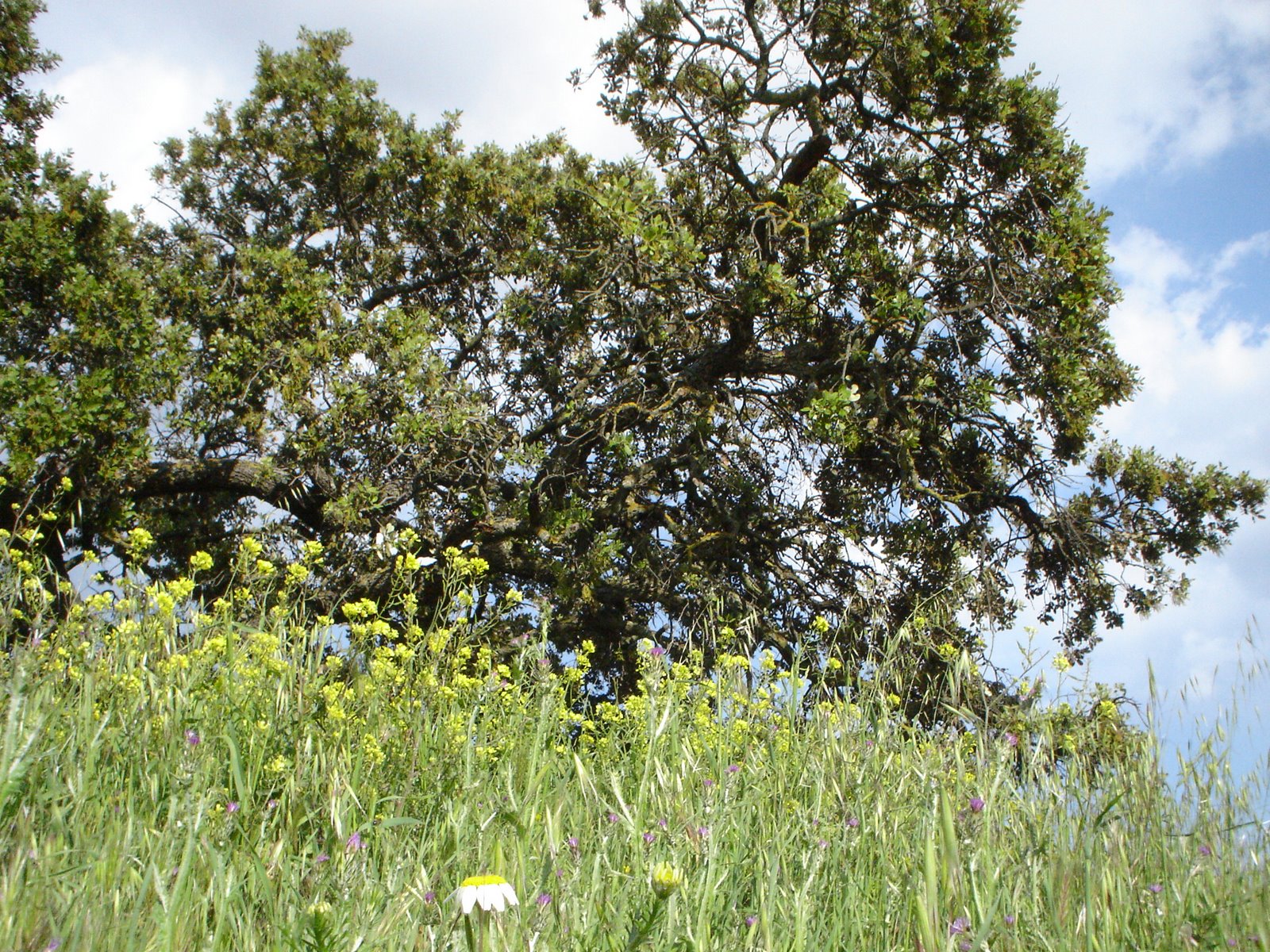 Amantes de la naturaleza: FLORA