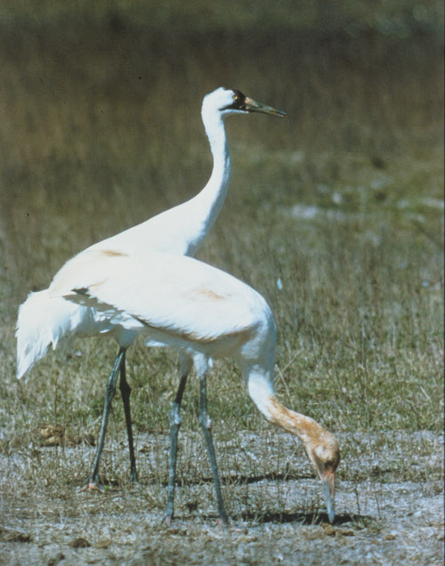 Dendroica: Whooping Cranes to Get GPS Units