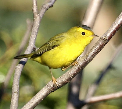 Dendroica: April 2010