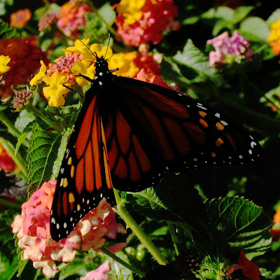 Dendroica: Migrating Monarchs