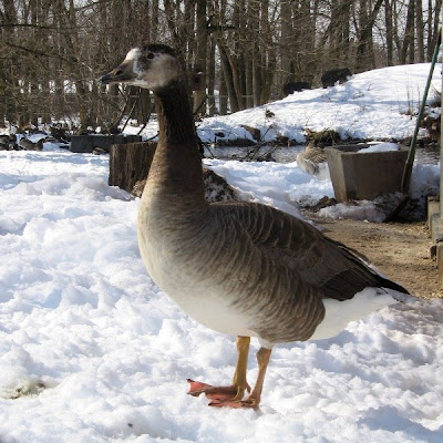Dendroica: Local Geese, Native and Feral