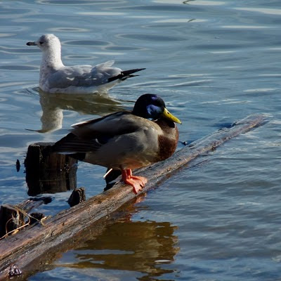 Dendroica: Water Birds at Perth Amboy