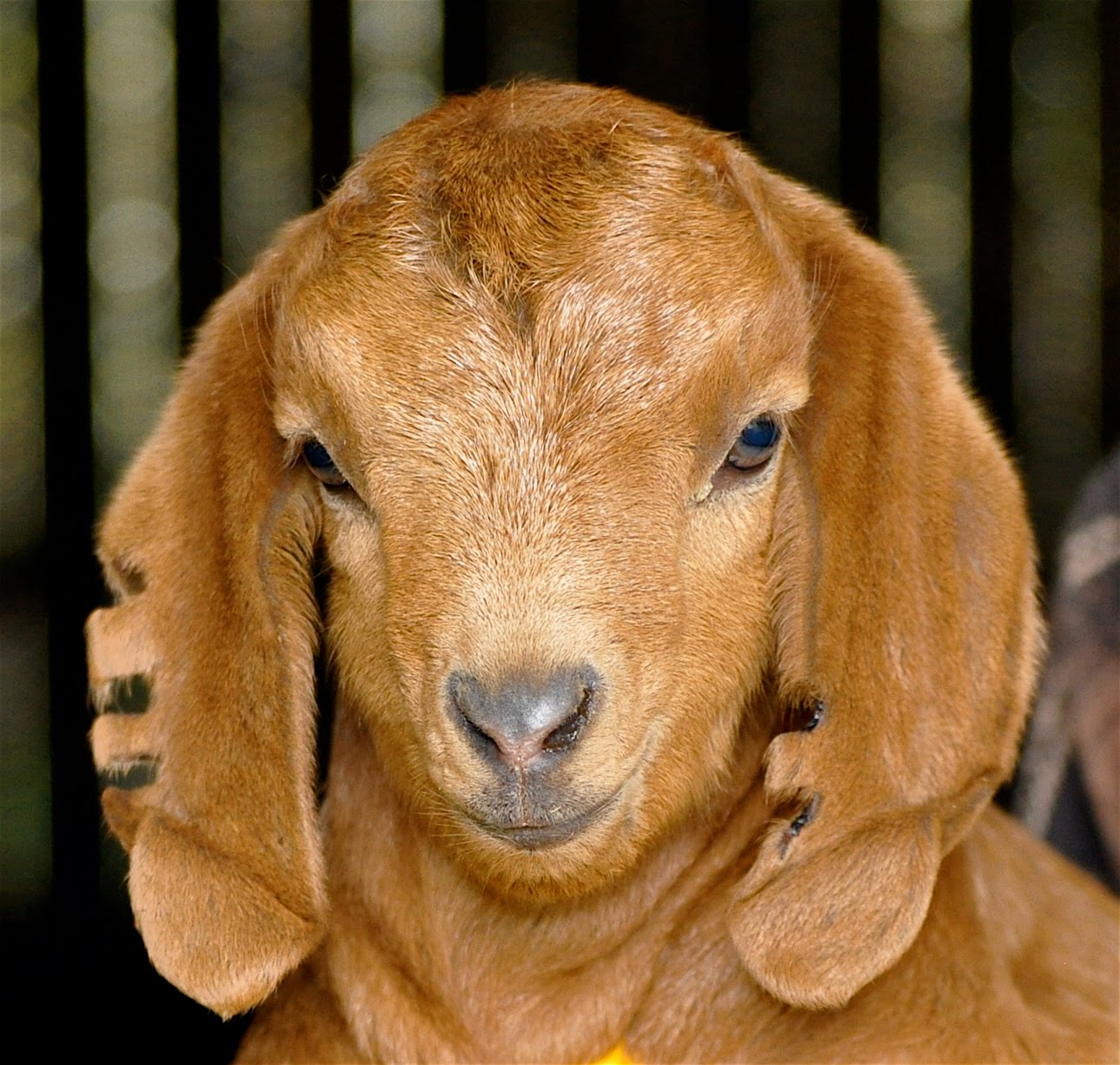 LuAnn Kessi: A day at the Goat Barn...