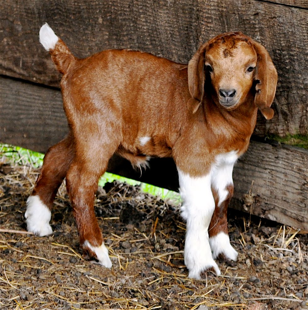 Cute Baby Boer Goats