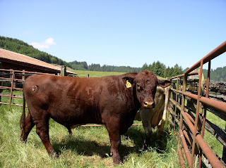 LuAnn Kessi: Working Cattle