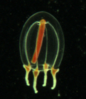 Charismatic Microfauna: November 2010