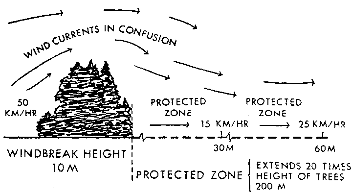 The Truth About Trees - resilience