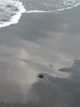 MURDOCH UNIVERSITY WILDLIFE ASSOCIATION: Turtle Nest Adoption